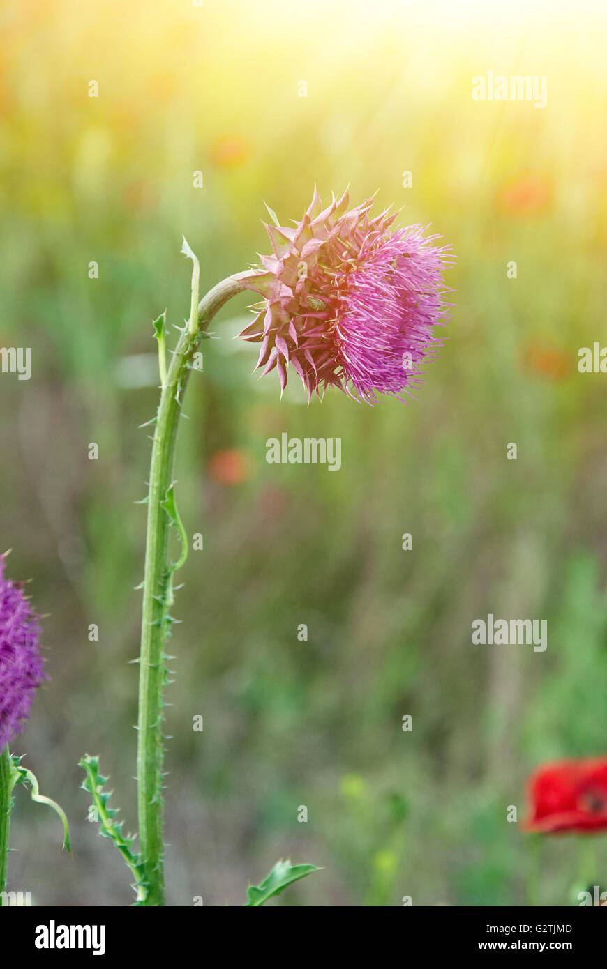 Close up of round spiky purple thistle bud on purple plant stem Stock ...