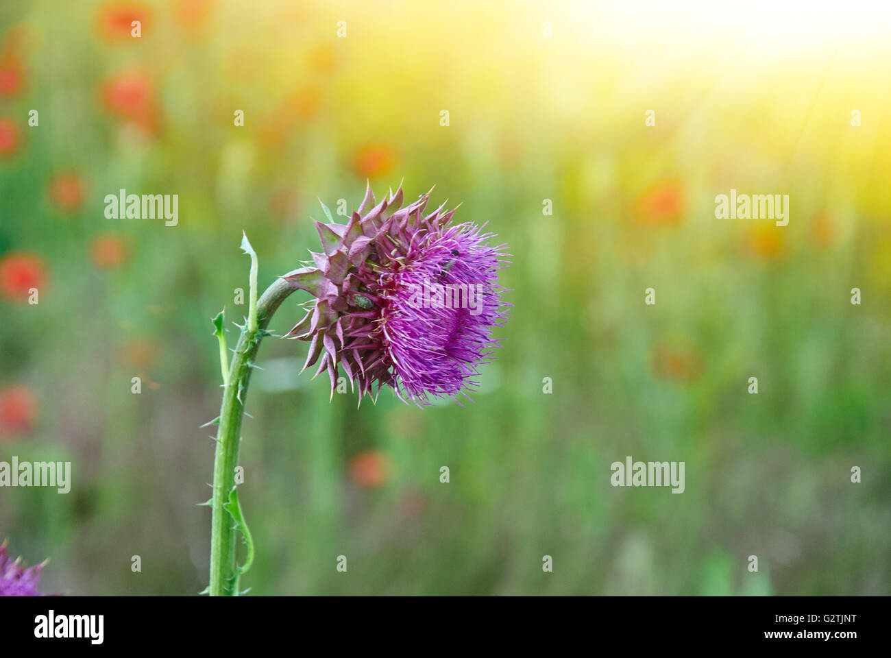 Close up of round spiky purple thistle bud on purple plant stem Stock ...