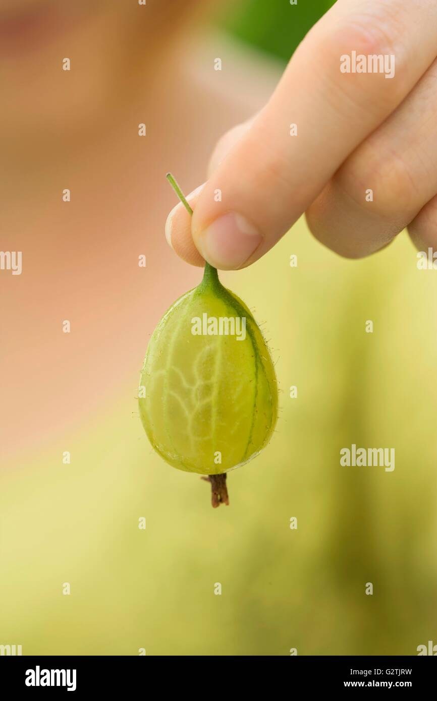 Hand holding a gooseberry Stock Photo - Alamy