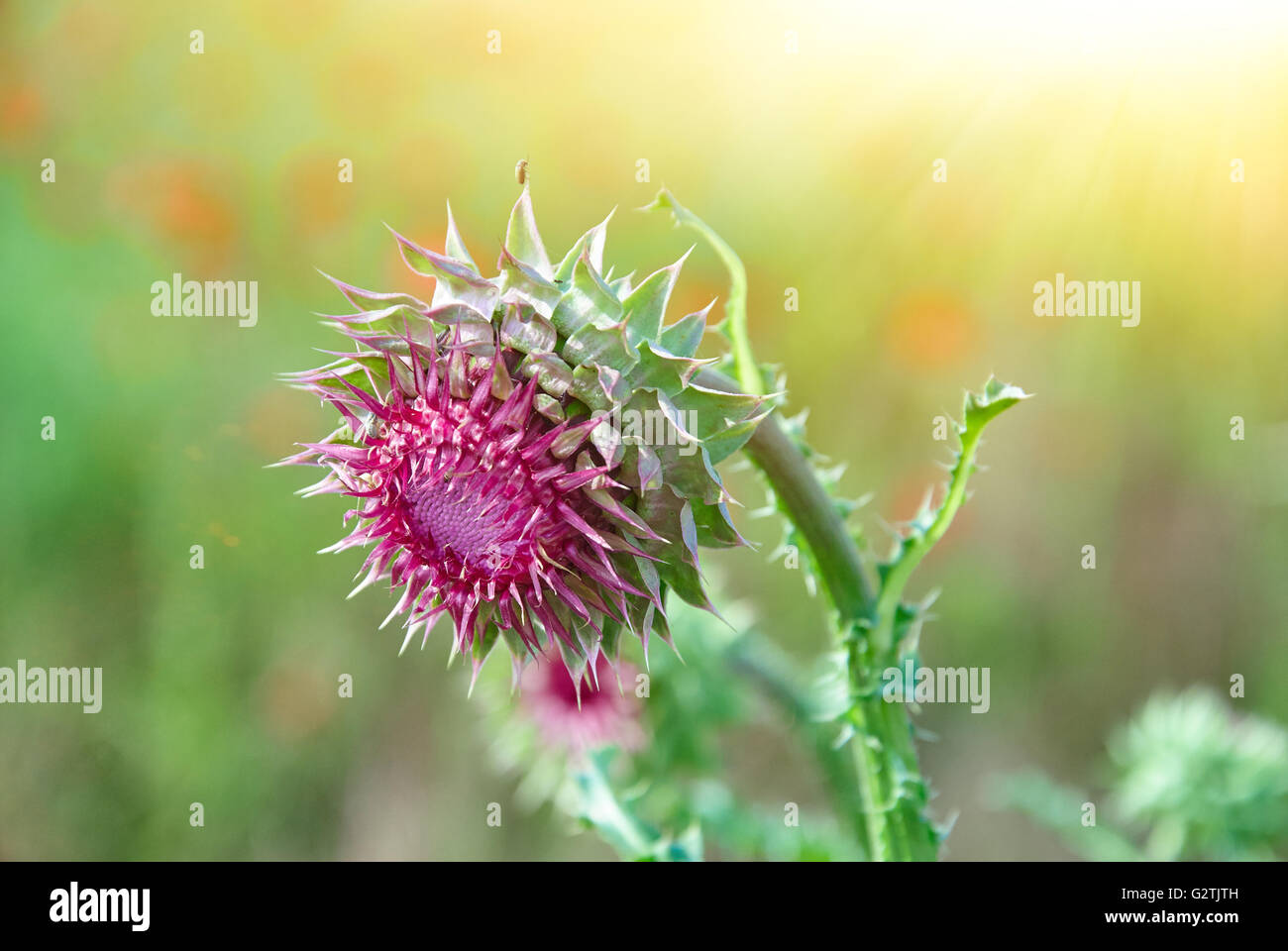 Close up of round spiky purple thistle bud on purple plant stem Stock ...