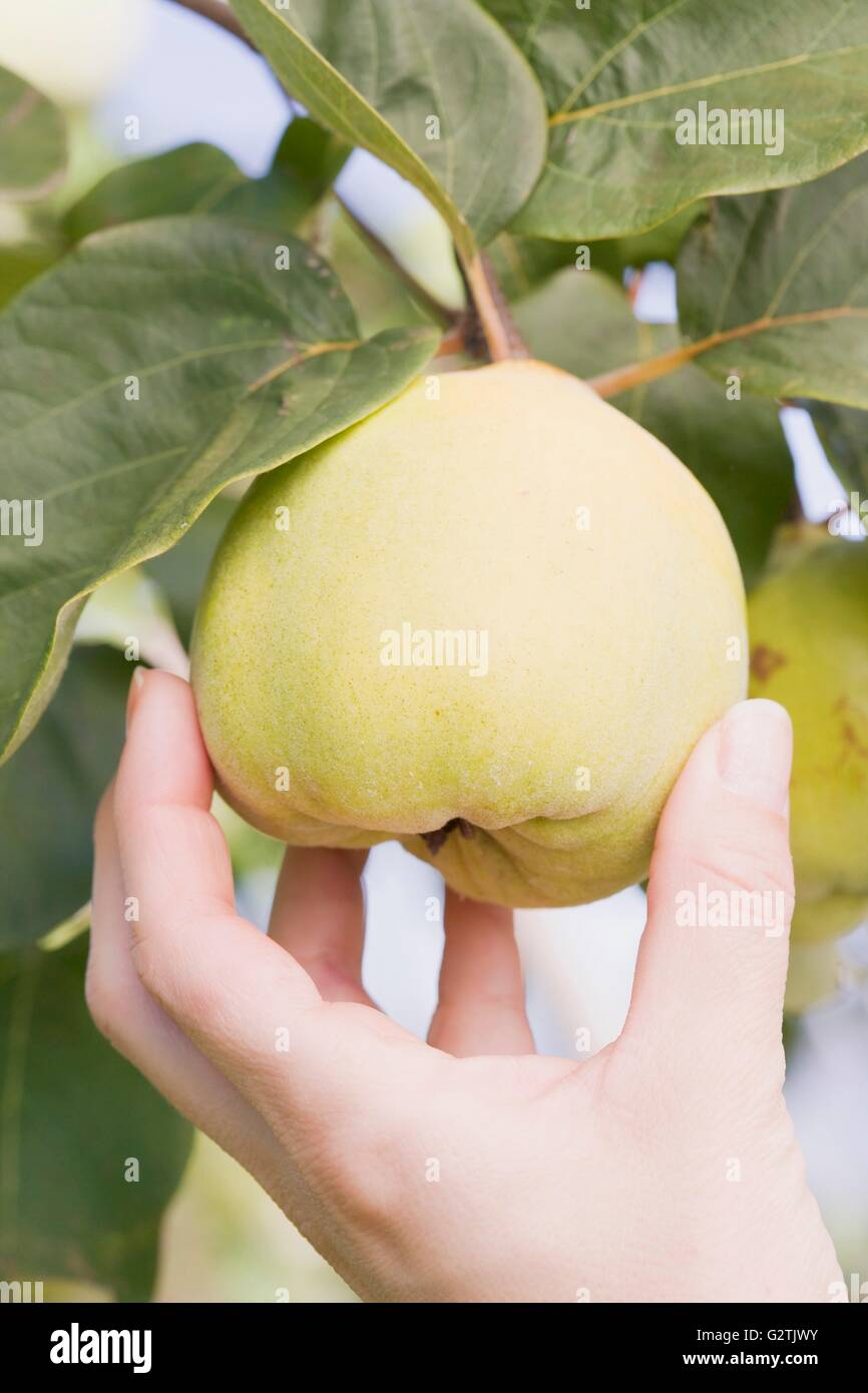 Quince on the hand hi-res stock photography and images - Alamy