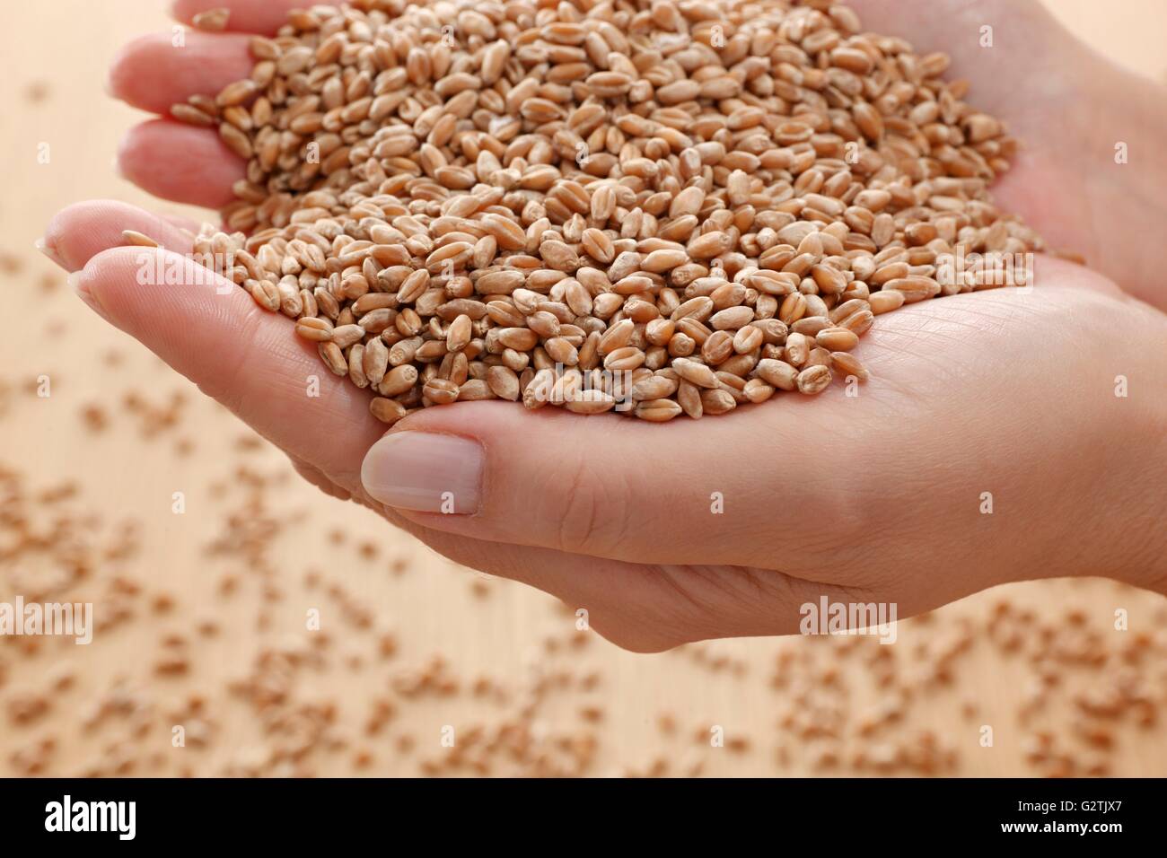 Hands holding grains of wheat Stock Photo - Alamy