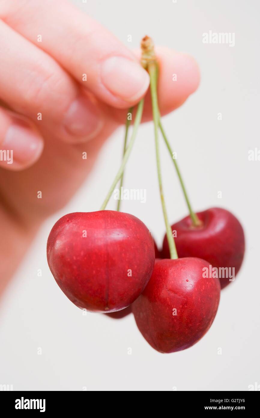 A hand holding cherries Stock Photo - Alamy