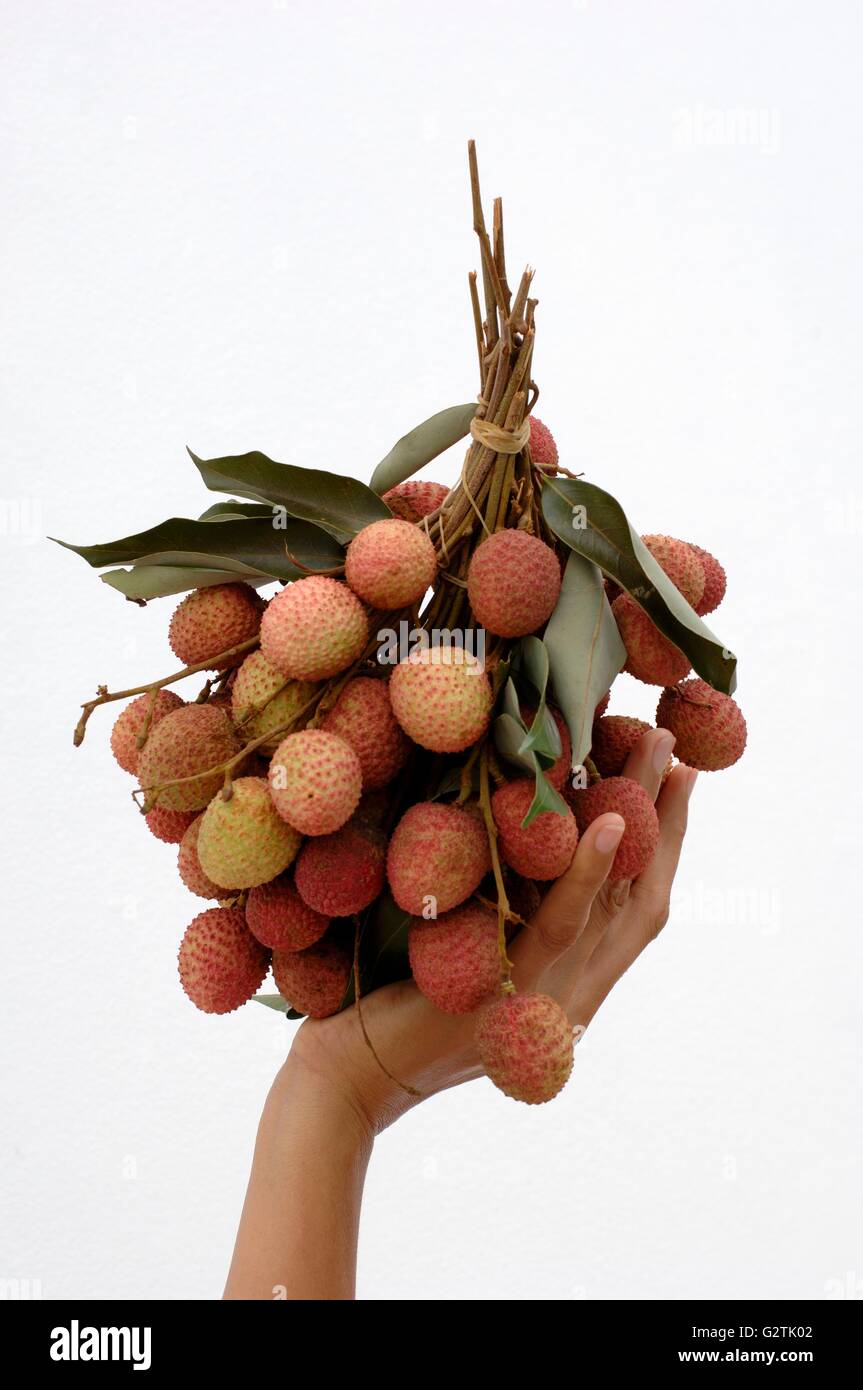 Hand holding lychees Stock Photo - Alamy
