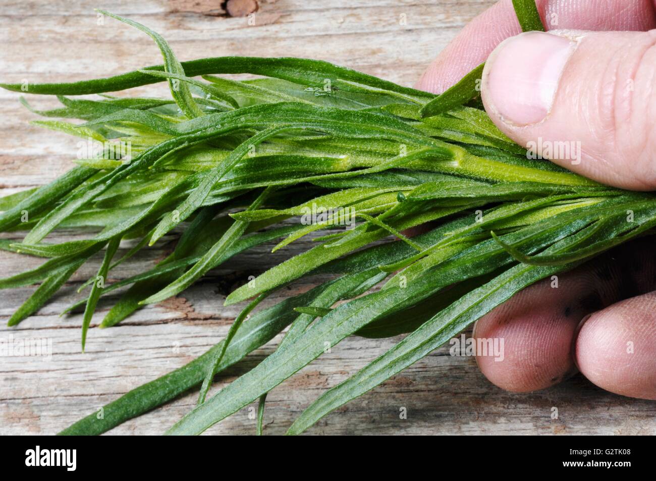 Hand holding tarragon Stock Photo - Alamy