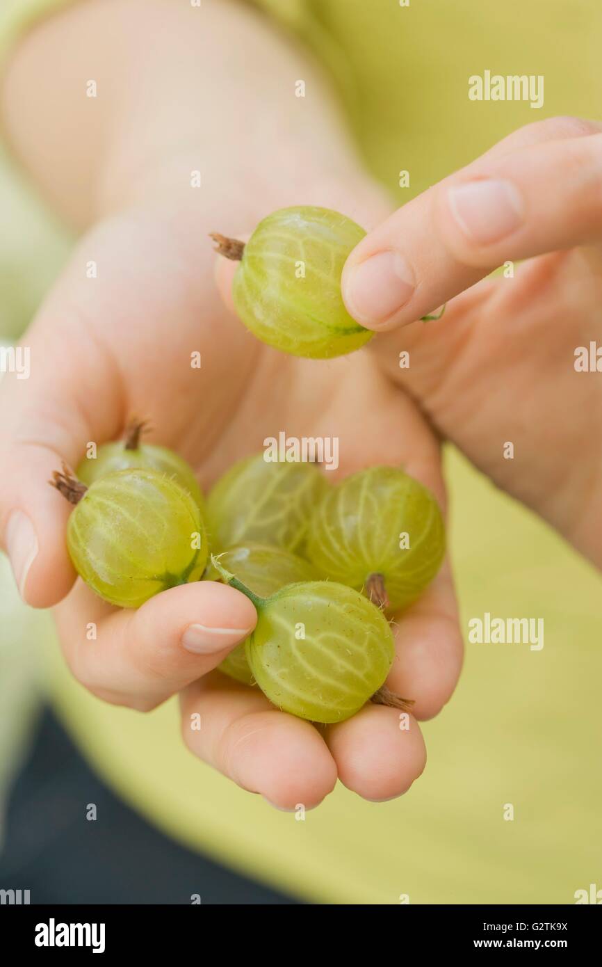 Hands holding fresh gooseberries Stock Photo - Alamy