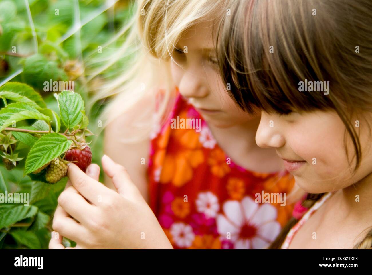 Two girls picking raspberries Stock Photo - Alamy