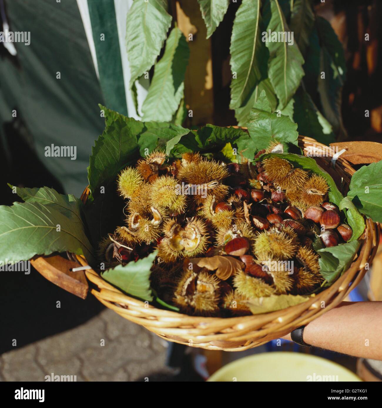 Basket of freshly gathered sweet chestnuts Stock Photo - Alamy