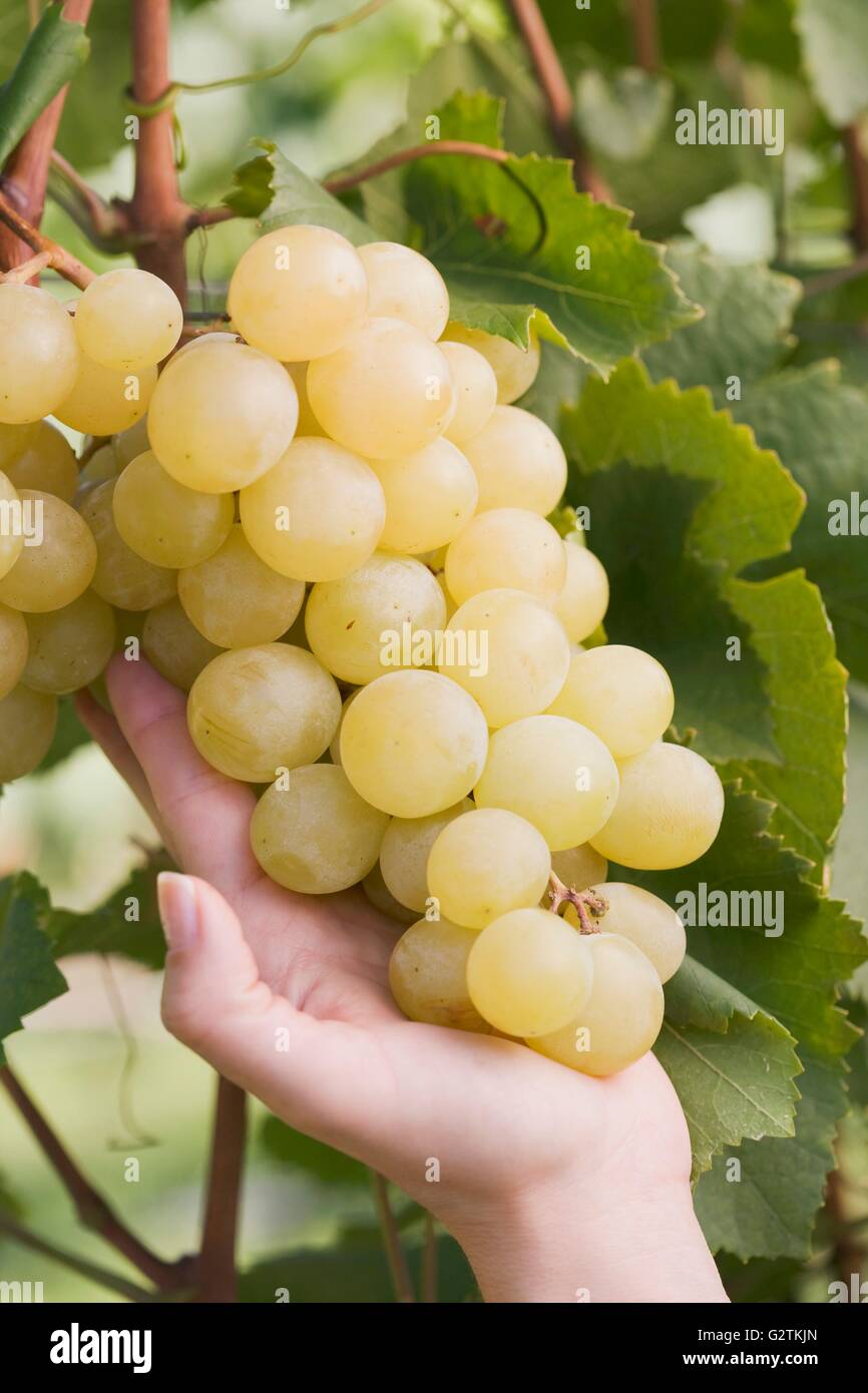A hand showing green grapes on a vine Stock Photo - Alamy