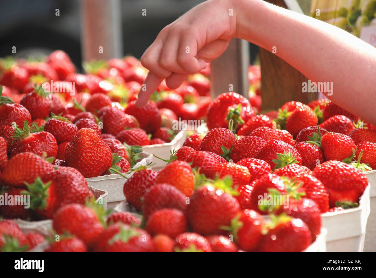 A child's hand pointing to strawberries in paper punnets Stock Photo ...