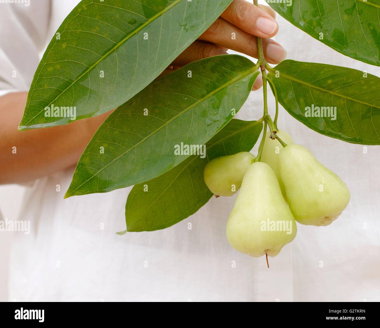 Green Java apples on branch Stock Photo - Alamy