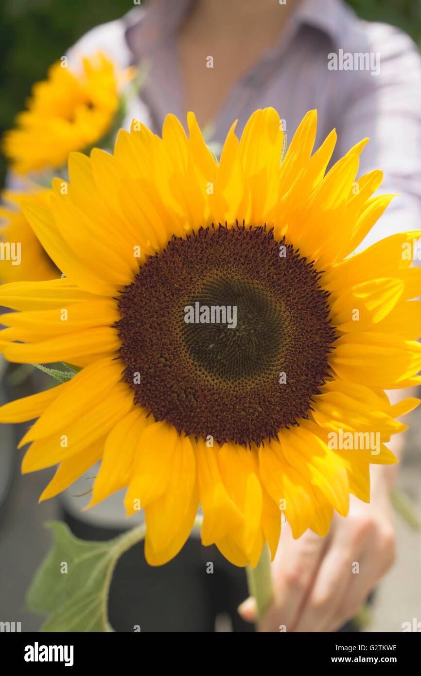 Woman holding sunflower in her hand Stock Photo - Alamy