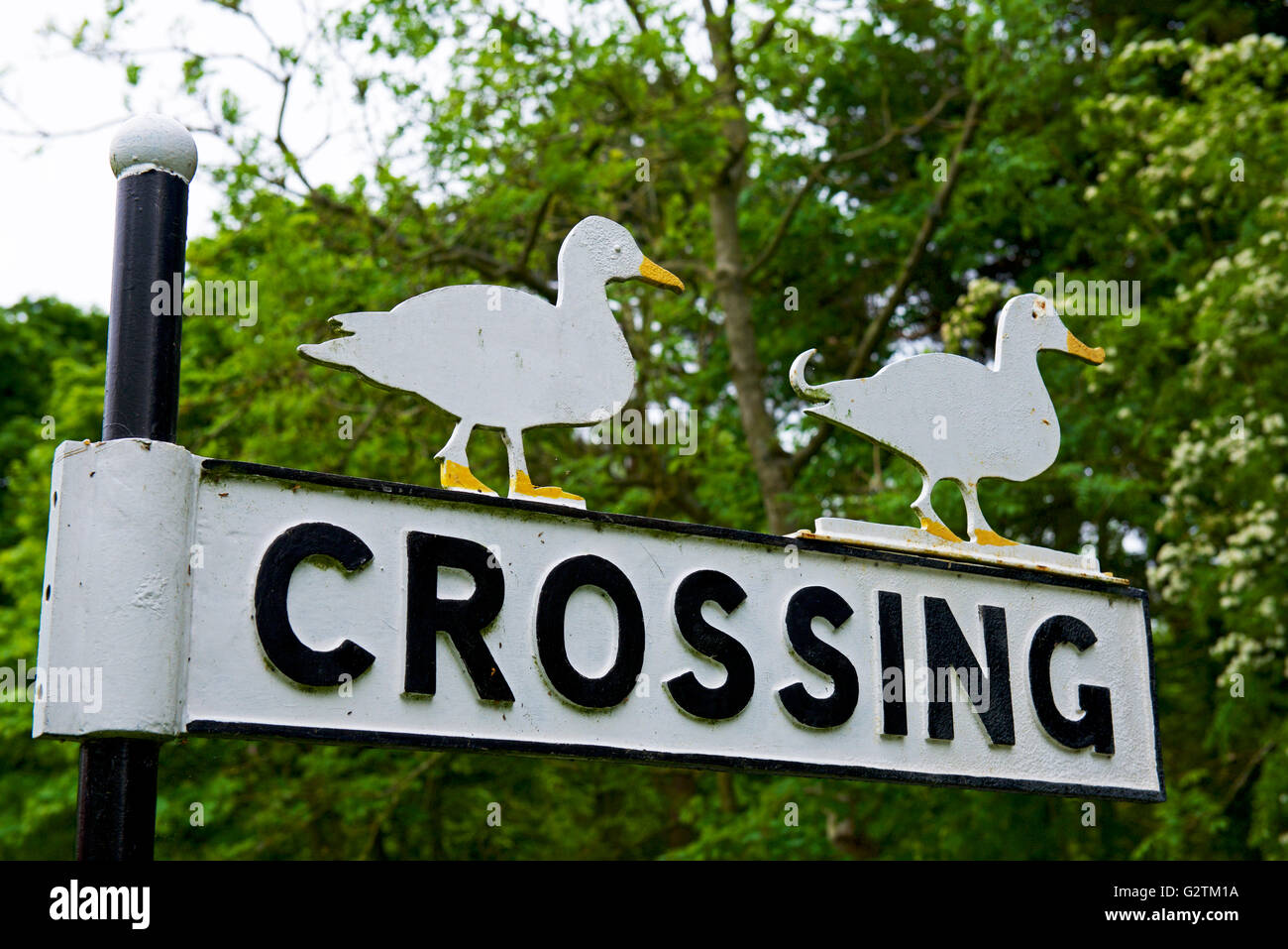 Warning ducks crossing uk road sign hi-res stock photography and images ...