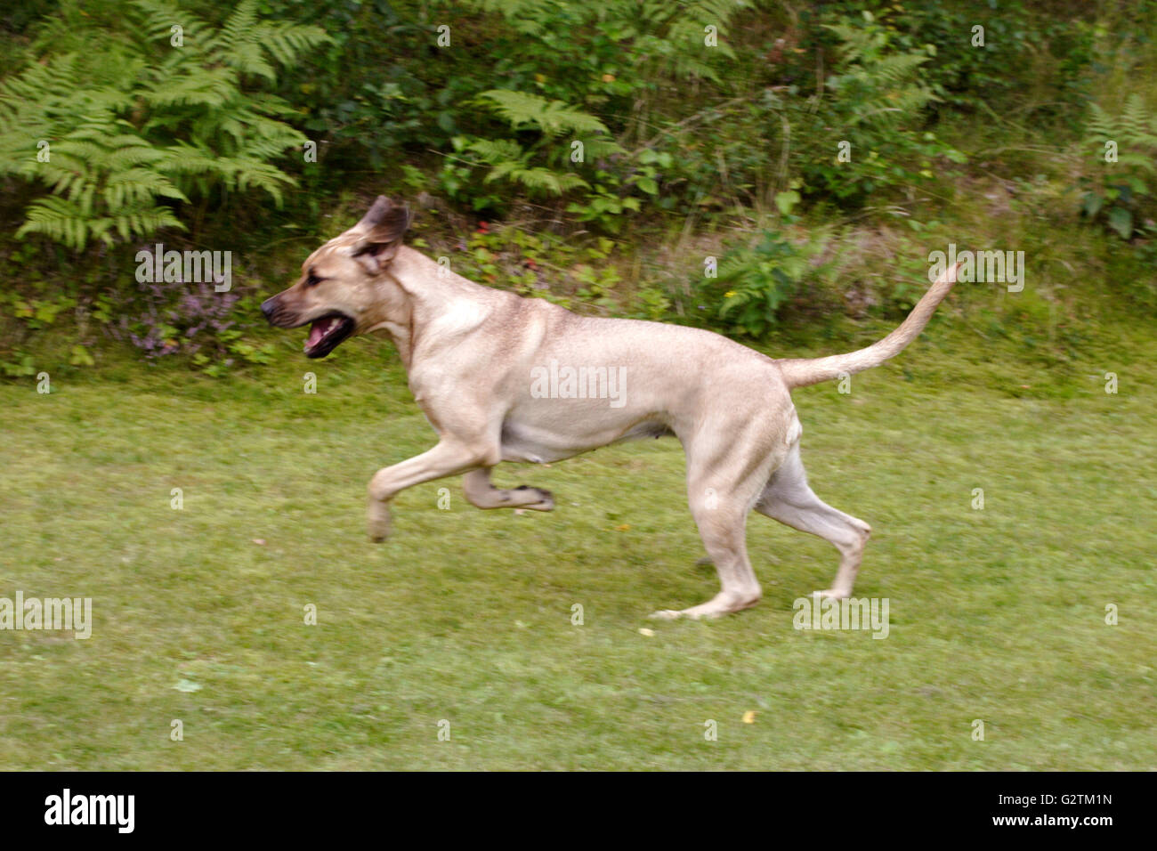 Broholmer hi-res stock photography and images - Alamy