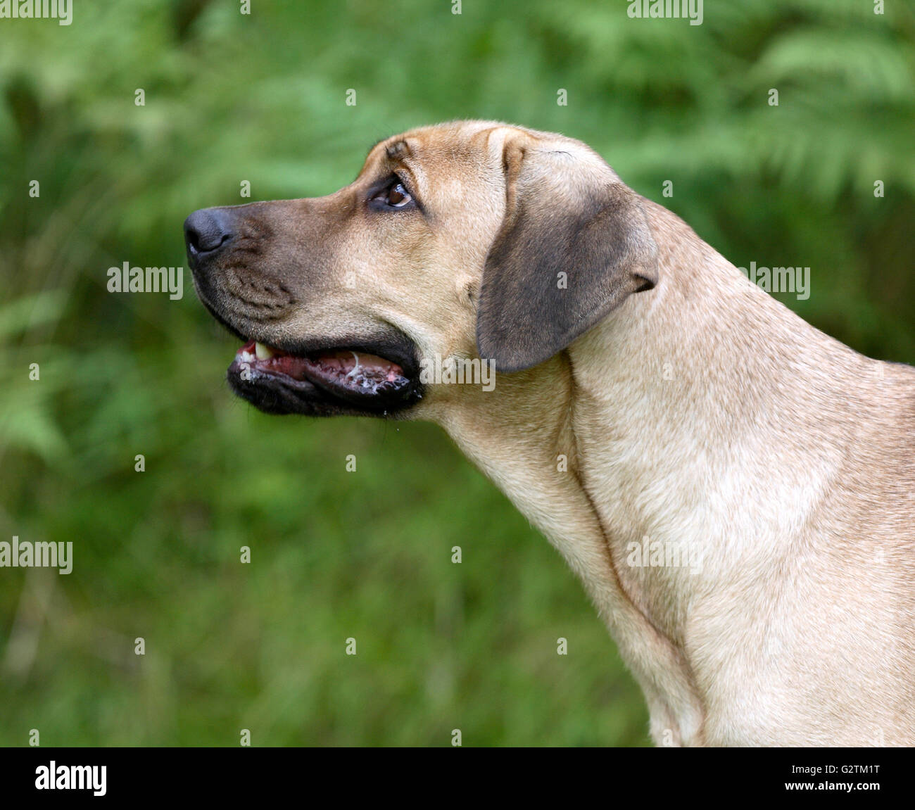 Broholmer dog hi-res stock photography and images - Alamy