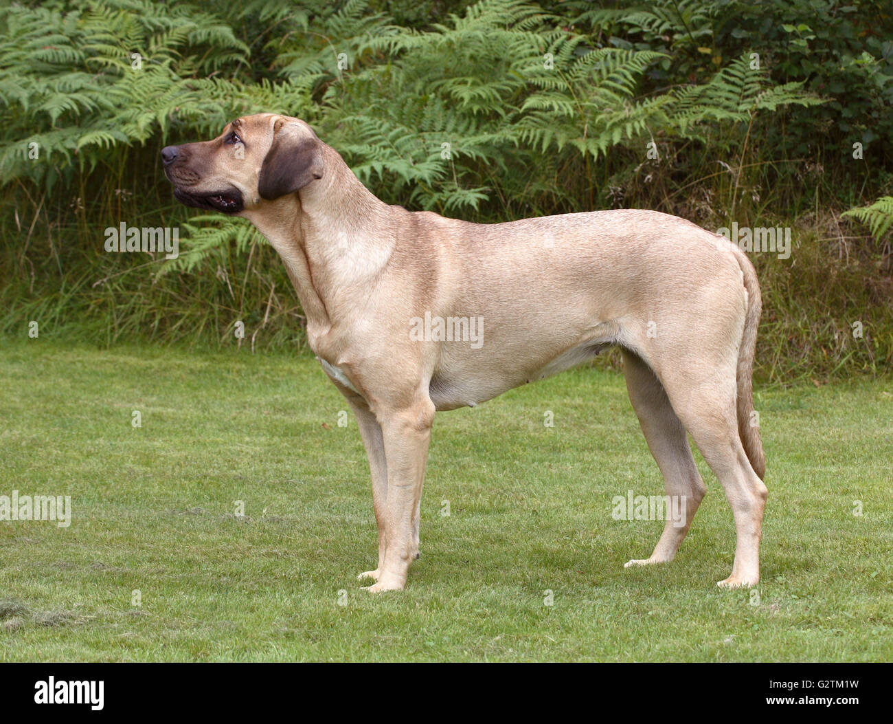 Molosser dogs hi-res stock photography and images - Alamy