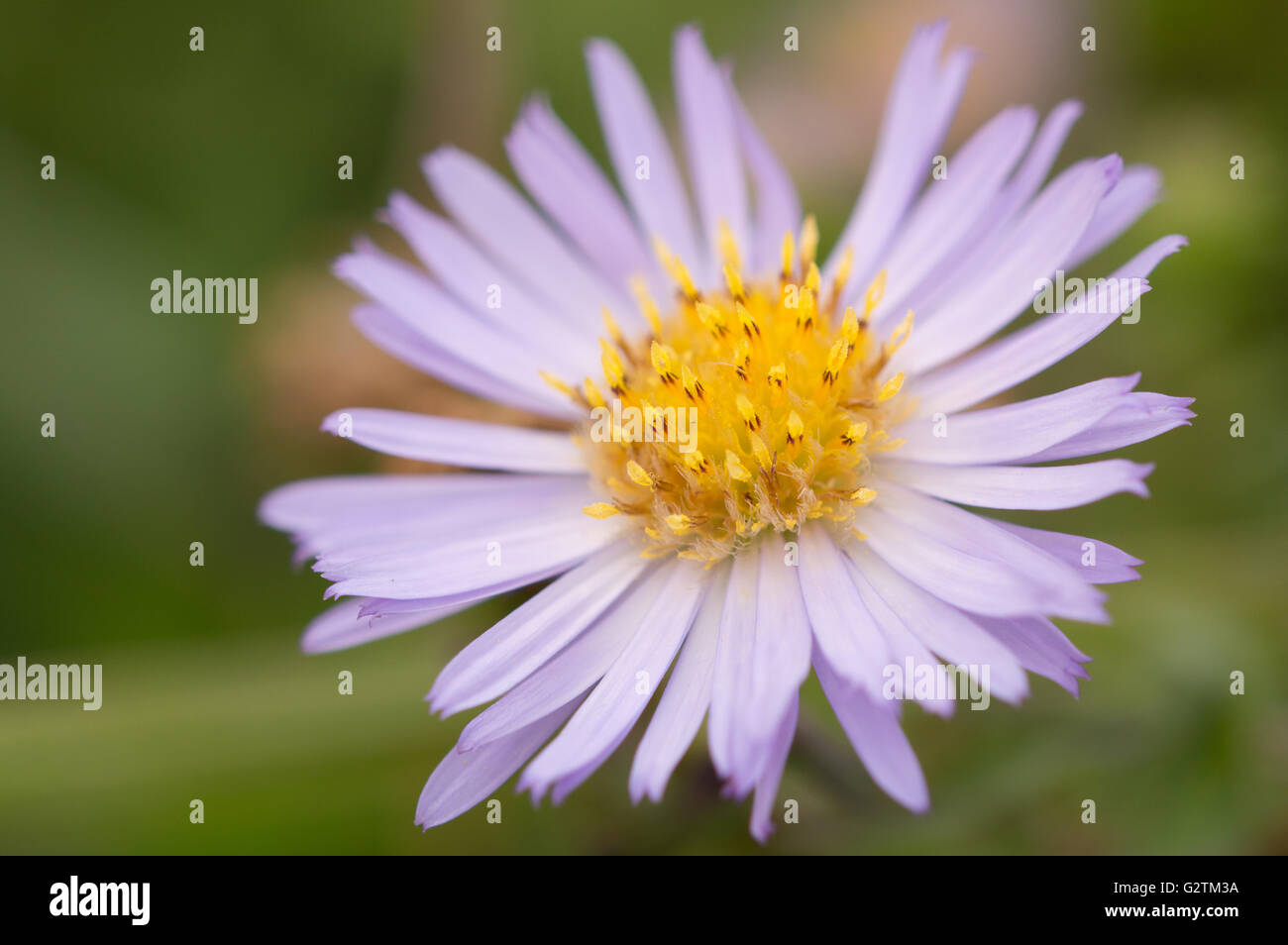 A close-up of an Aster flower Stock Photo - Alamy