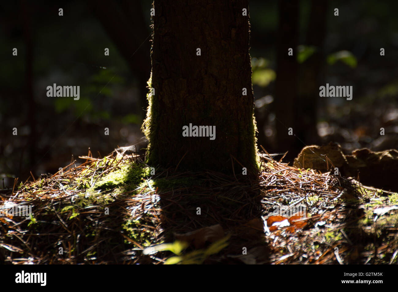 The sunlight illuminating a tree trunk in the autumn Stock Photo - Alamy