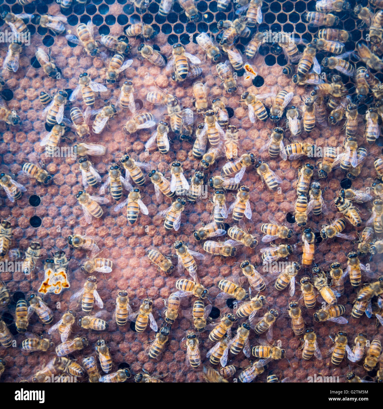 Beehive pattern hi-res stock photography and images - Alamy