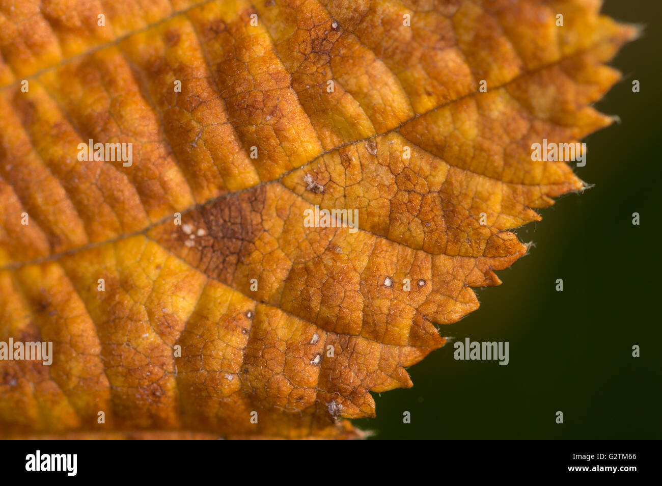 A close-up of an autumn leaf Stock Photo - Alamy