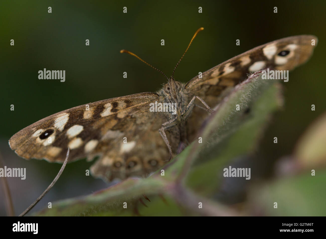 Butterfly legs close up hi-res stock photography and images - Alamy