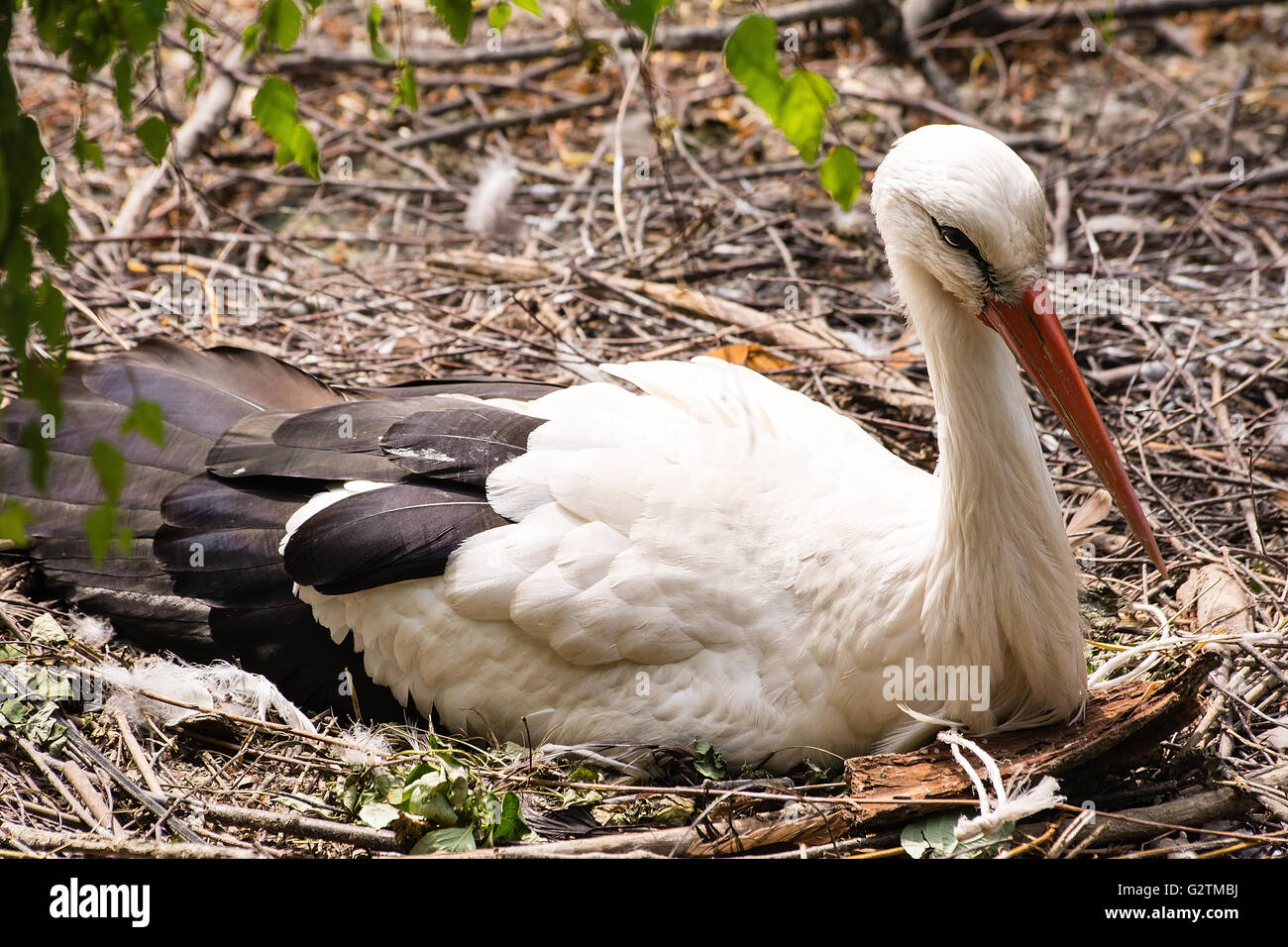 Stork in the nest in zoo (Krakow, Poland Stock Photo - Alamy