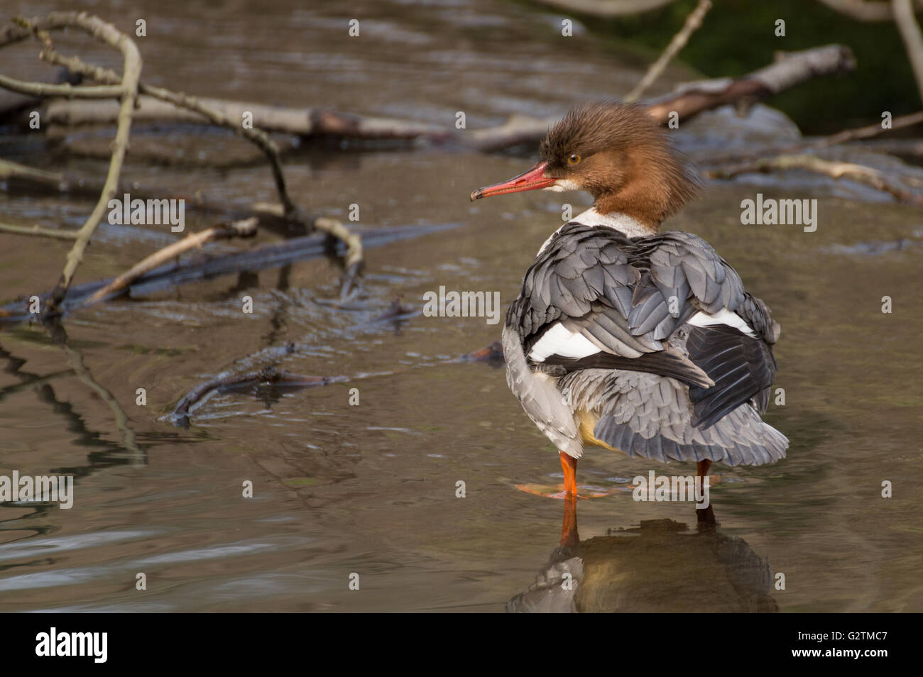 A female Goosander (Mergus merganser) standing in a stream Stock Photo ...