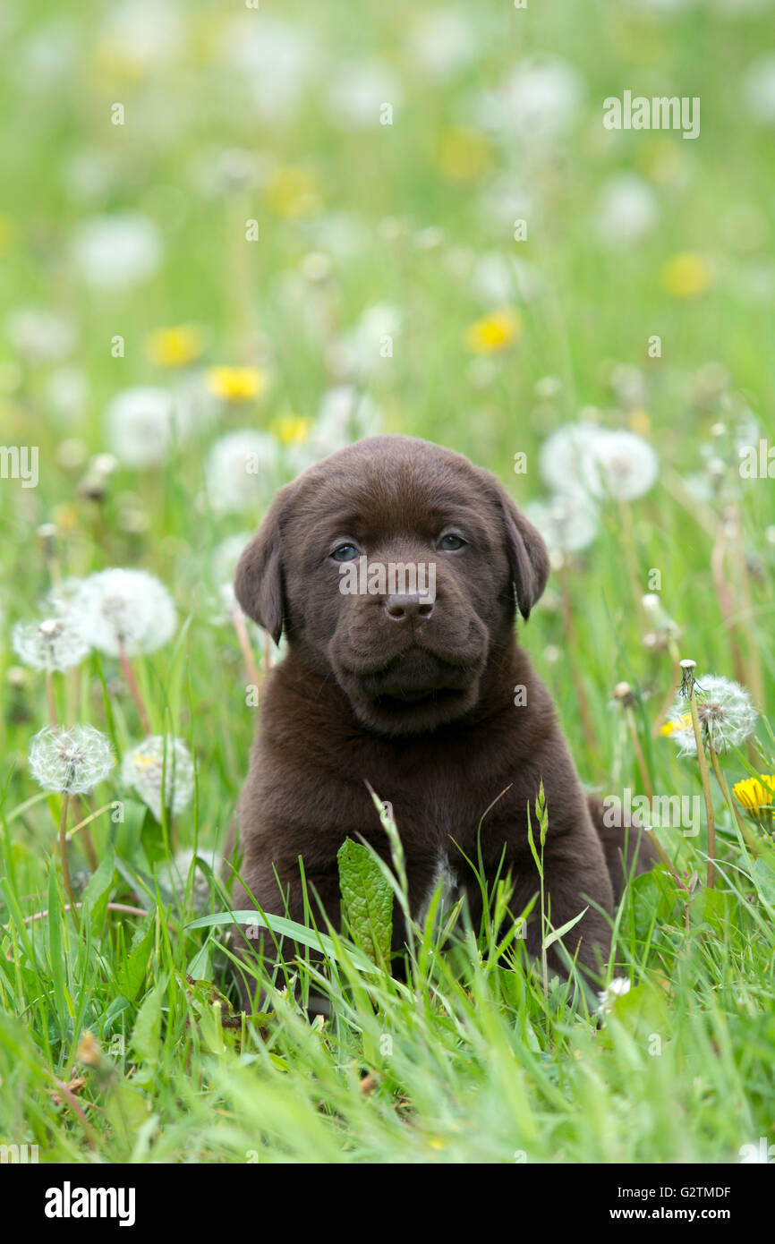 Chocolate Labrador Retriever puppy Stock Photo - Alamy