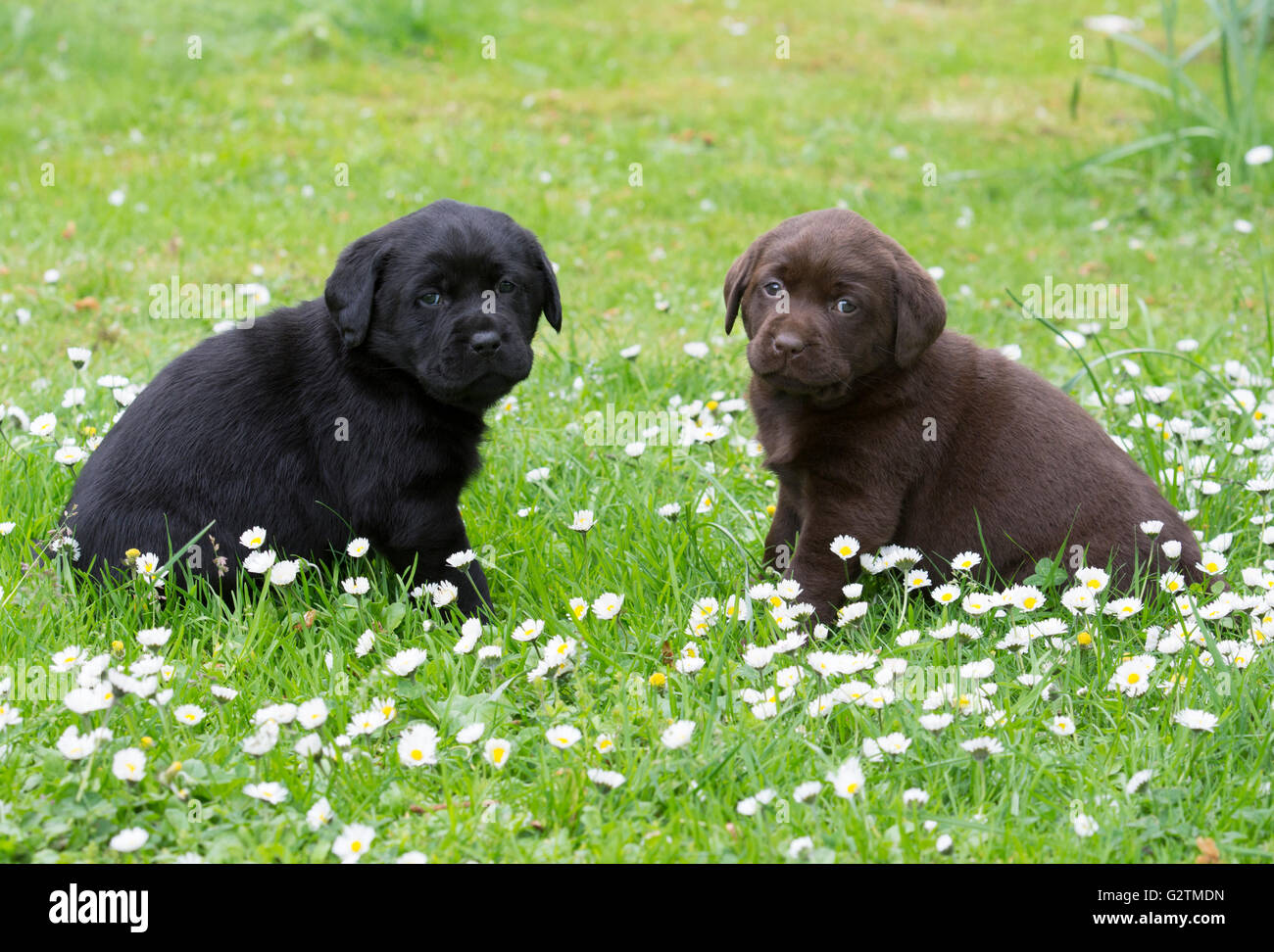 Two Labrador Retriever Puppies Stock Photo - Alamy