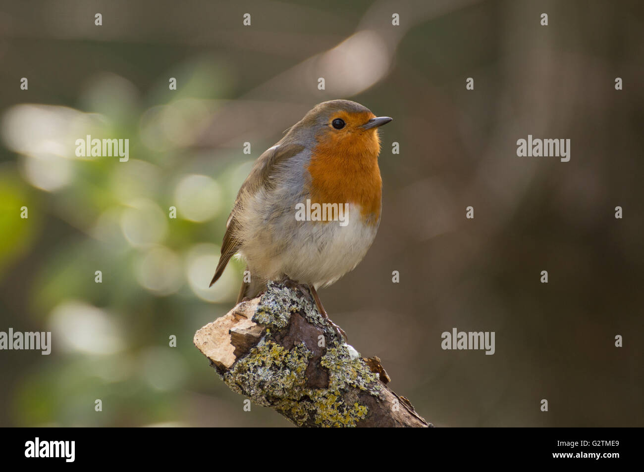 Broken tree branch hi-res stock photography and images - Alamy