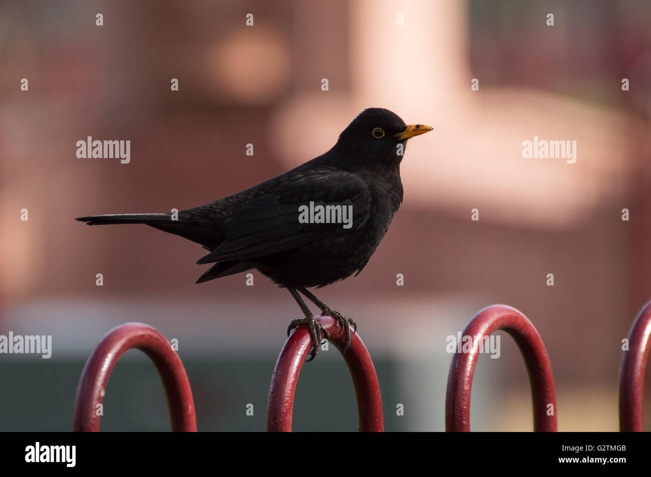 A male Blackbird (Turdus merula) standing on a red metal railing Stock ...