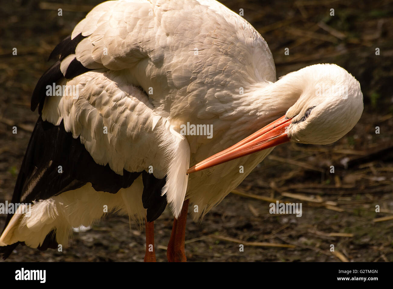 Poland stork hi-res stock photography and images - Alamy