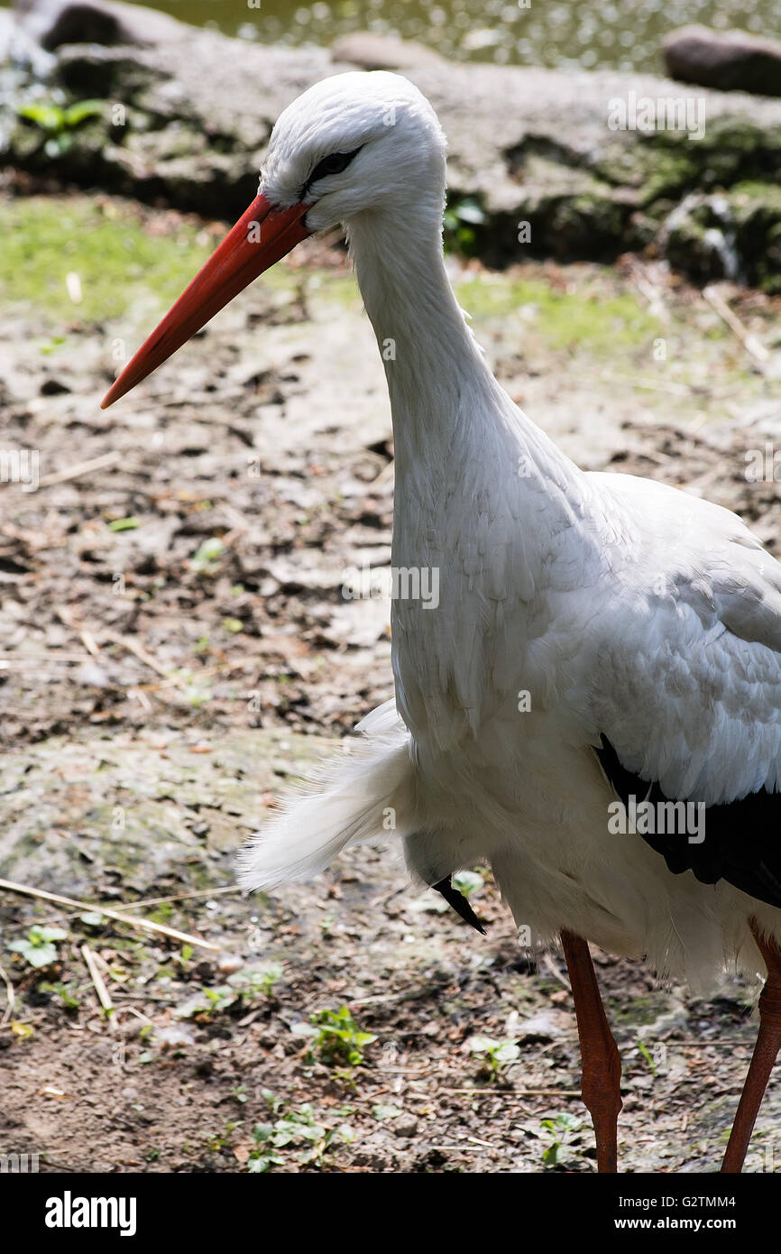 Stork in the nest in zoo (Krakow, Poland Stock Photo - Alamy