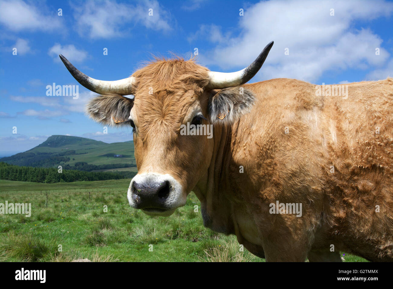 Aubrac cattle hi-res stock photography and images - Alamy