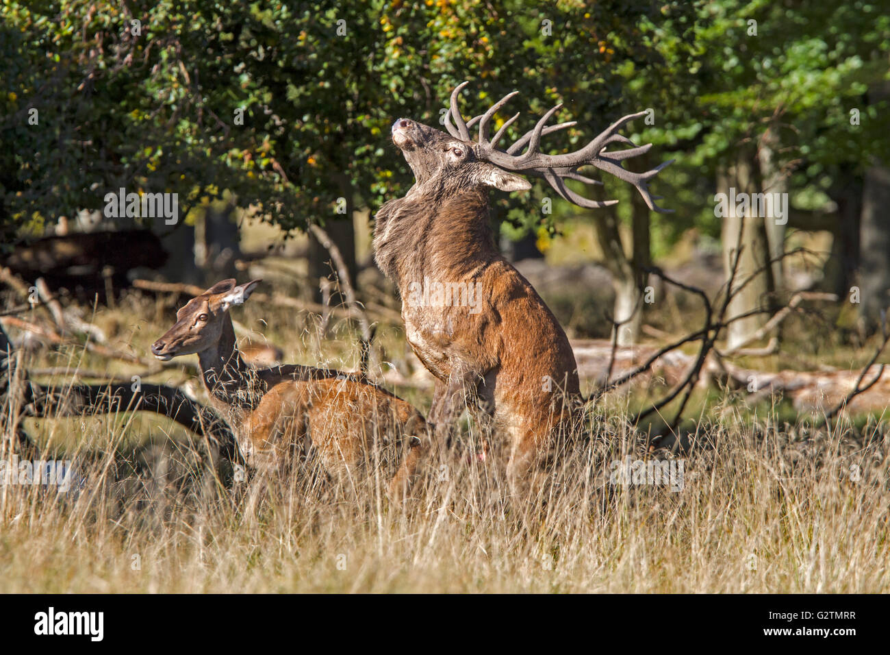 Red Deer (Cervus elaphus), mating, Denmark Stock Photo - Alamy
