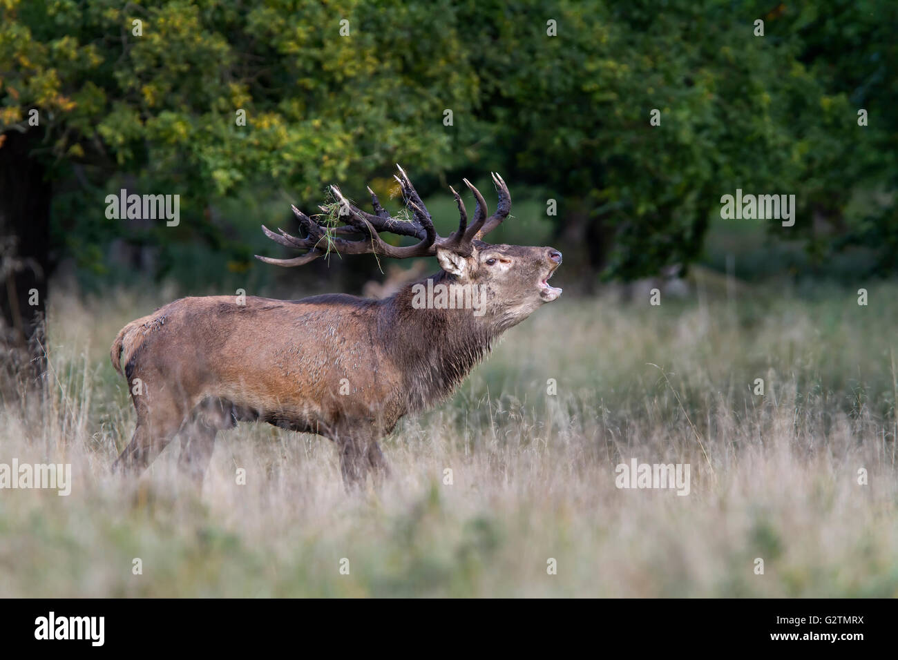 Red Deer (Cervus elaphus), roaring stag, Denmark Stock Photo - Alamy