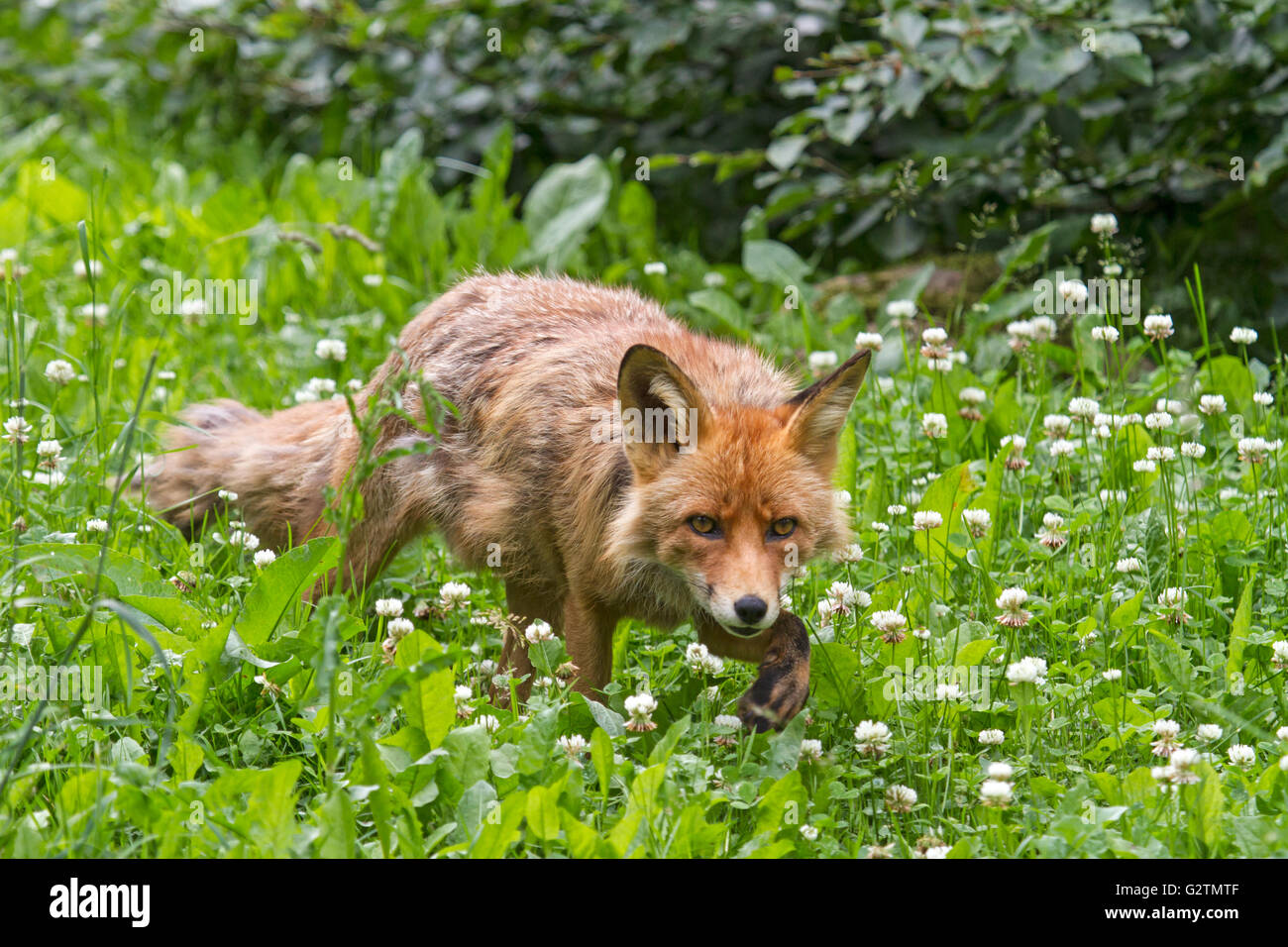 Red Fox Running High Resolution Stock Photography and Images - Alamy