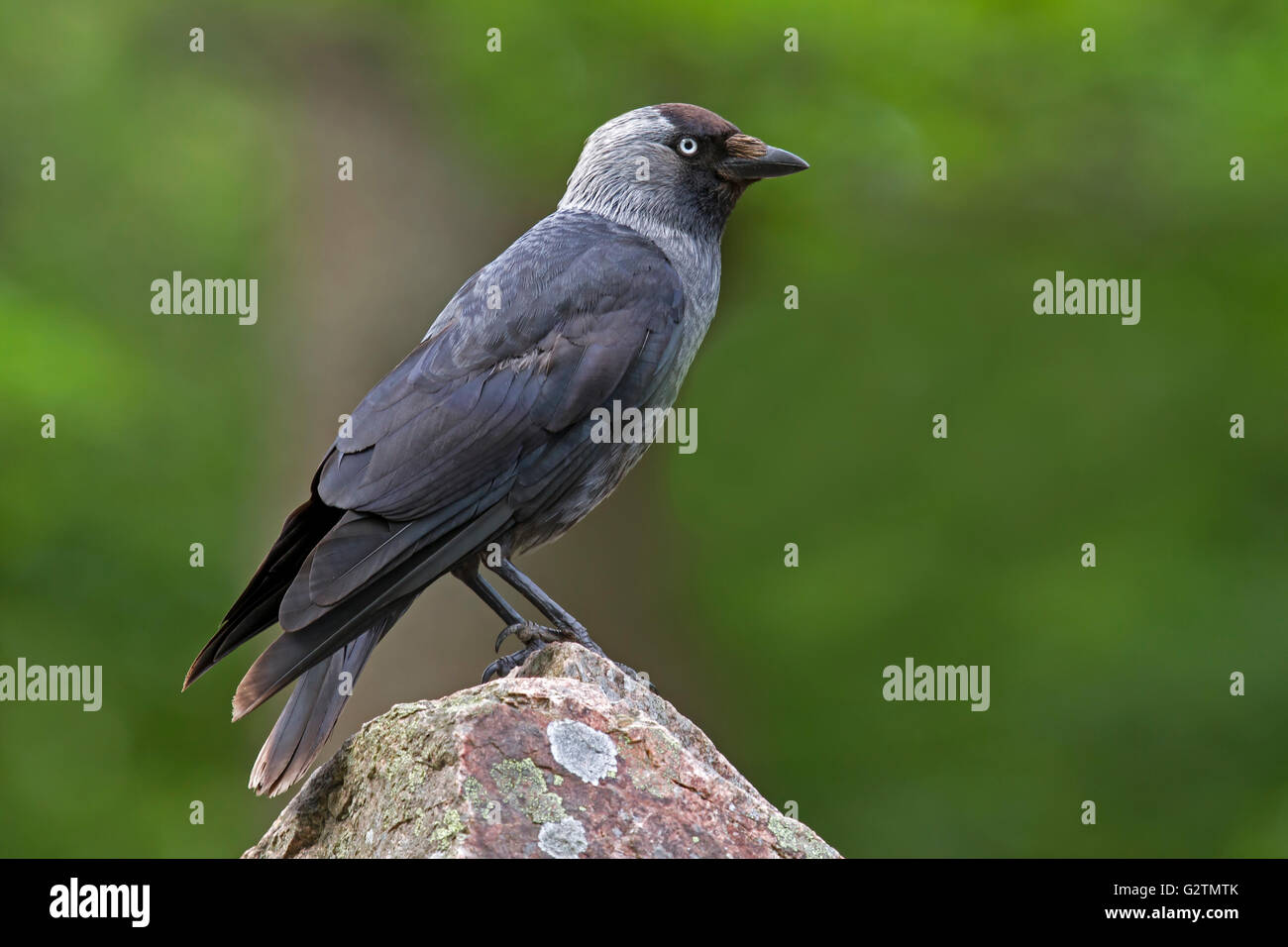 Hooded Crow (Corvus corone), Schleswig-Holstein, Germany Stock Photo ...
