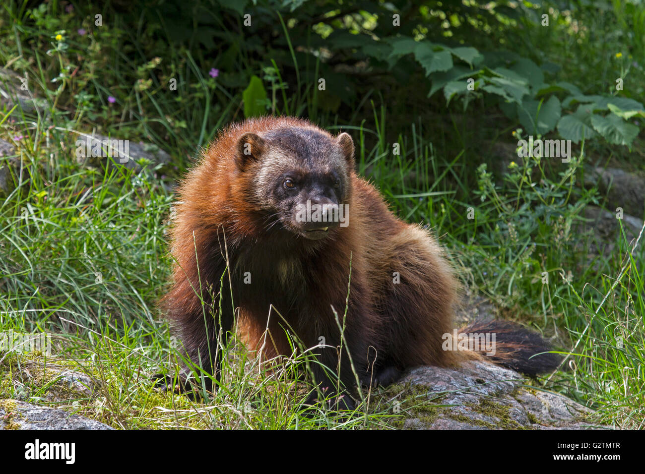 Wolverine (Gulo gulo), Sweden Stock Photo - Alamy