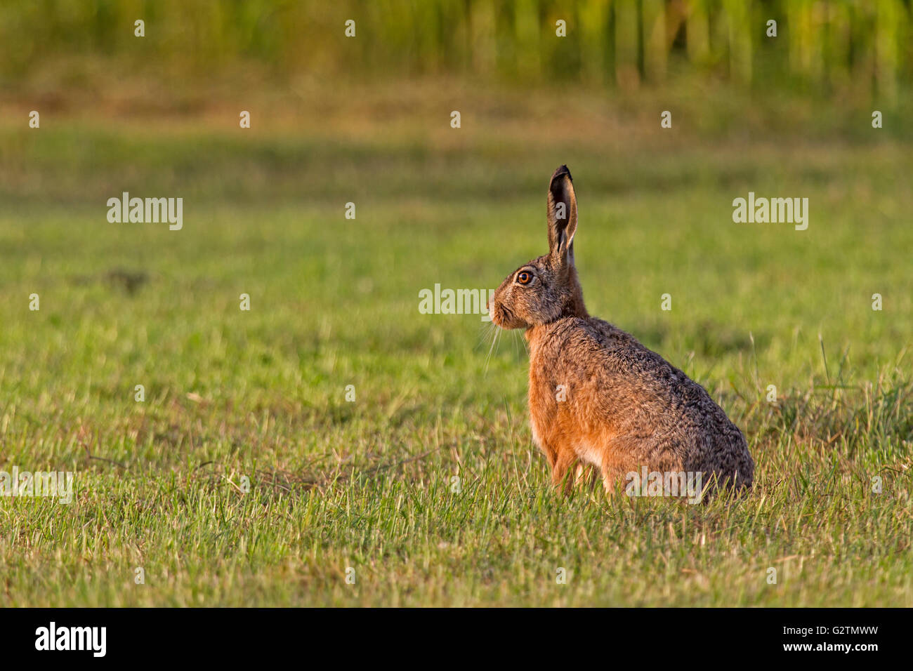 Hare (Lepus europaeus), Schleswig-Holstein, Germany Stock Photo - Alamy