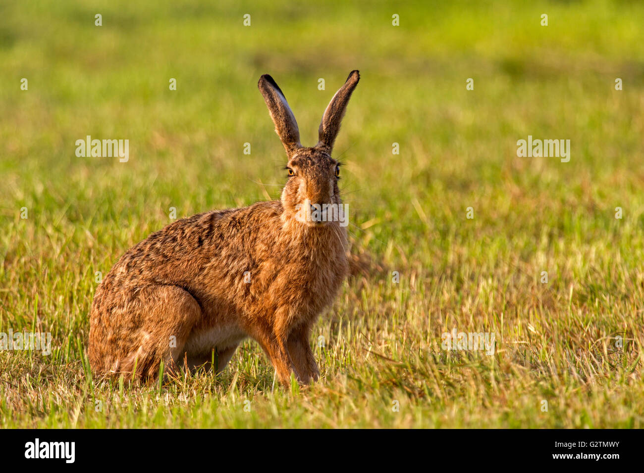 Hare (Lepus europaeus), Schleswig-Holstein, Germany Stock Photo - Alamy