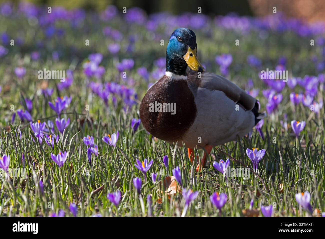 Mallard or wild duck (Anas platyrhynchos) walking amongst crocuses ...