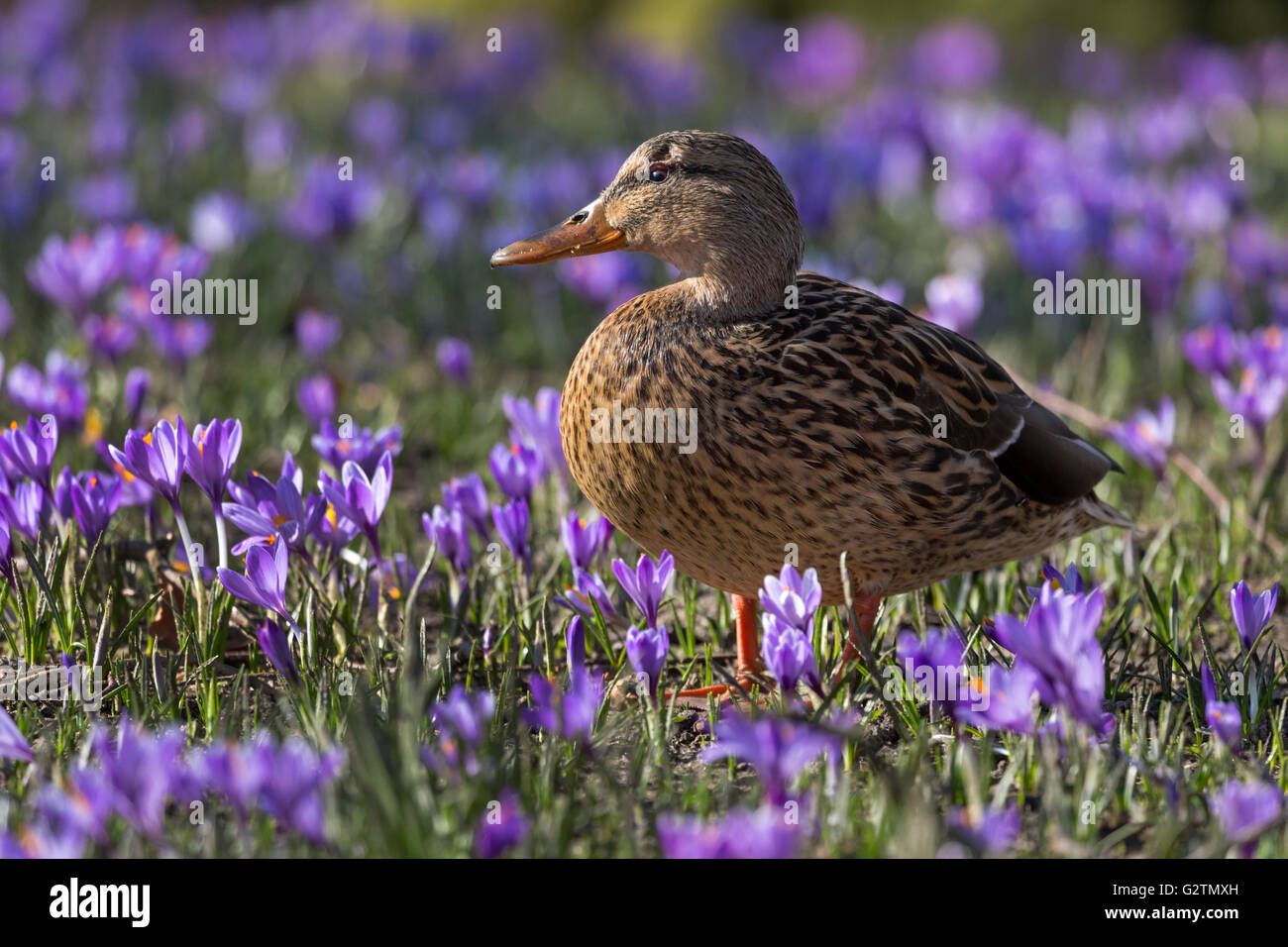 Mallard or wild duck (Anas platyrhynchos) standing amongst crocuses ...