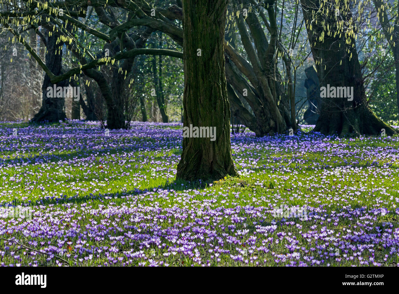 Crocus (Crocus sp.) flowers, Schlosspark, Husum, Schleswig-Holstein ...