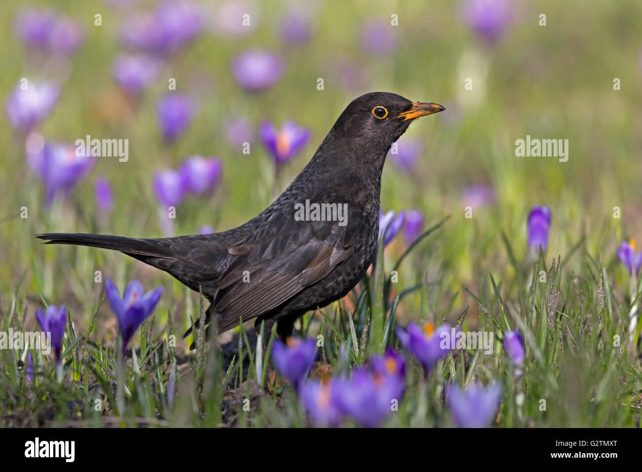 Common blackbird (Turdus merula), crocuses (Crocus sp.), Schlosspark ...