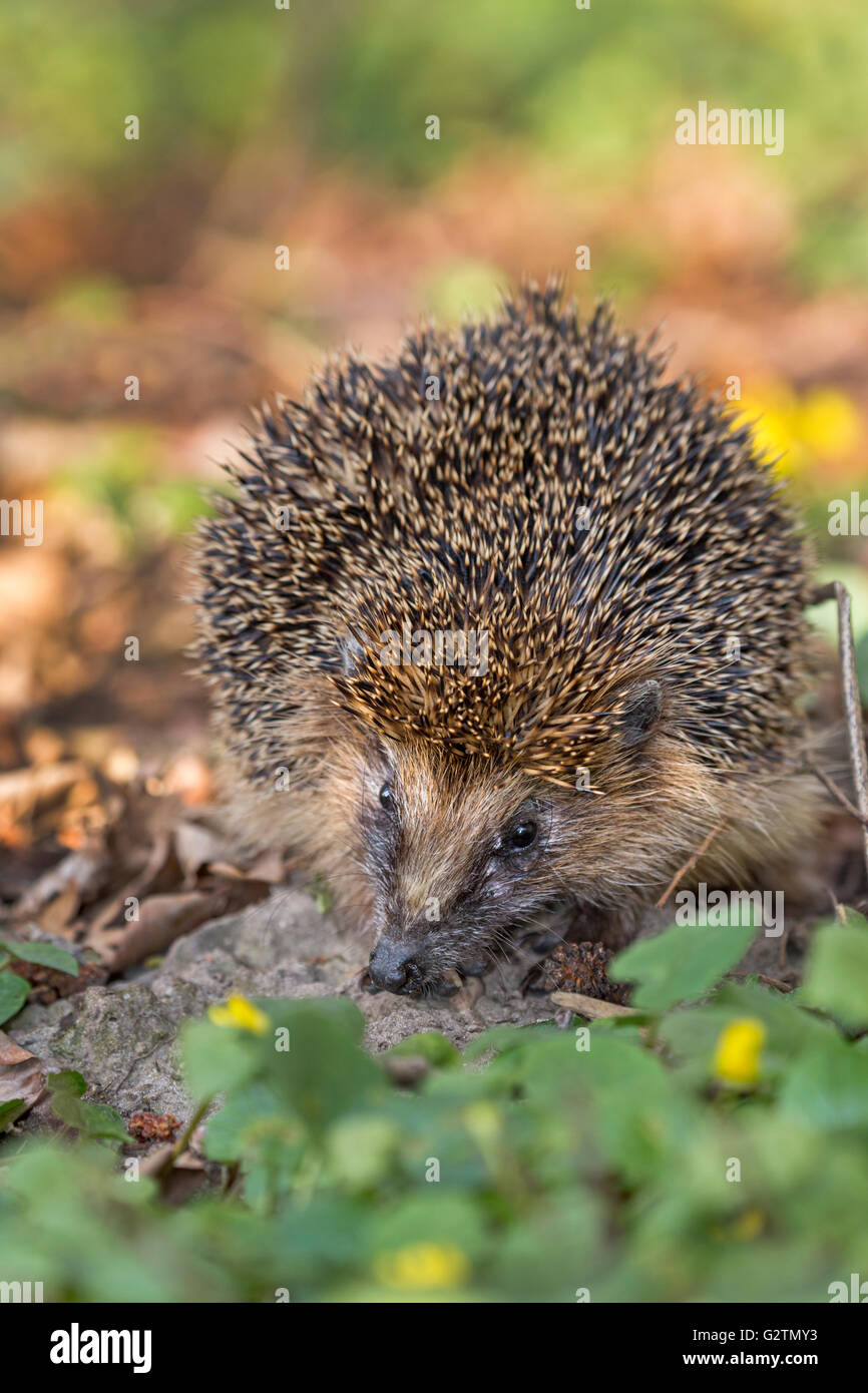West European hedgehog (Erinaceus europaeus) foraging, Schleswig ...