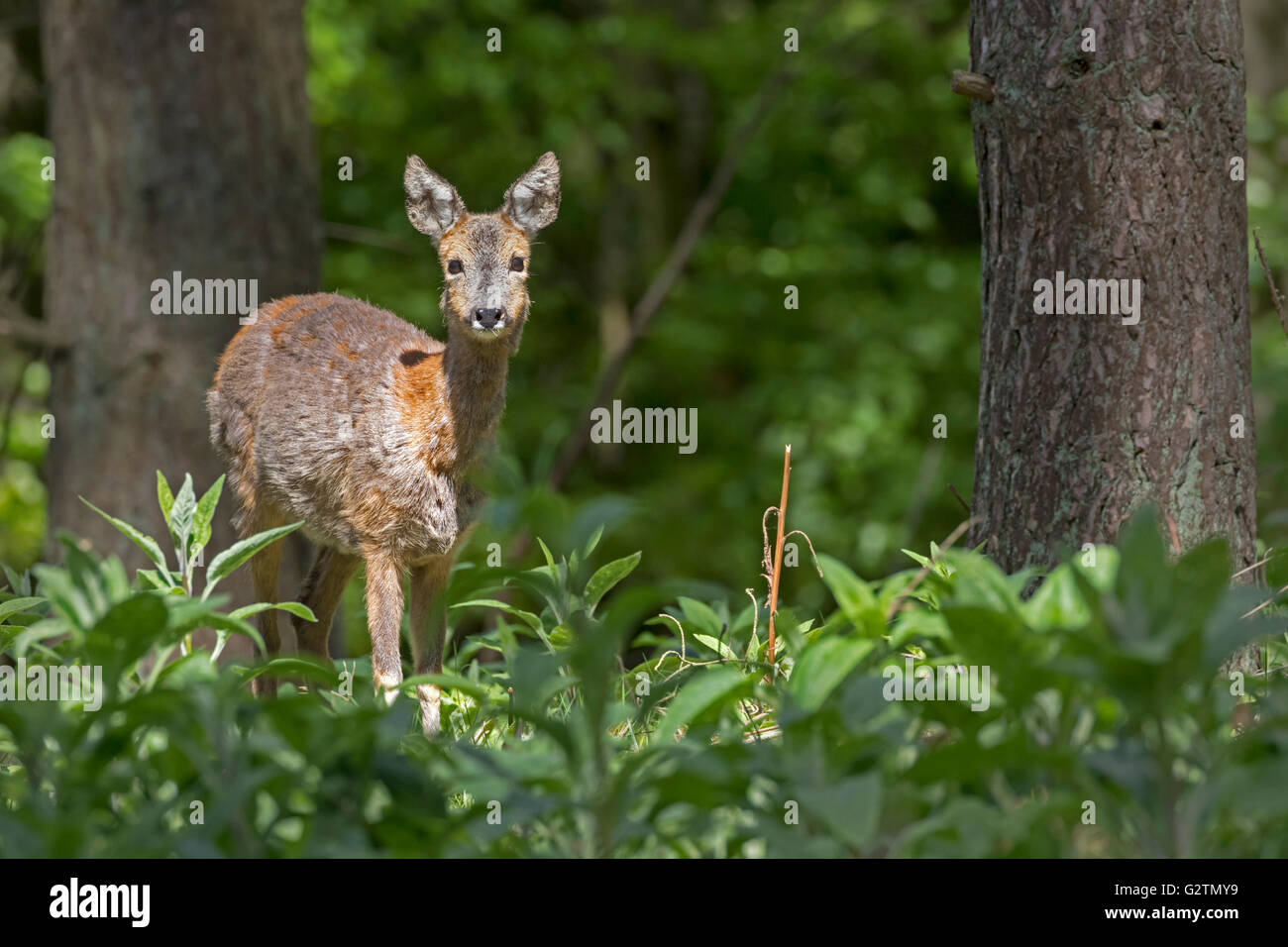 Deer (Capreolus capreolus), doe in a clearing, Schleswig Holstein ...