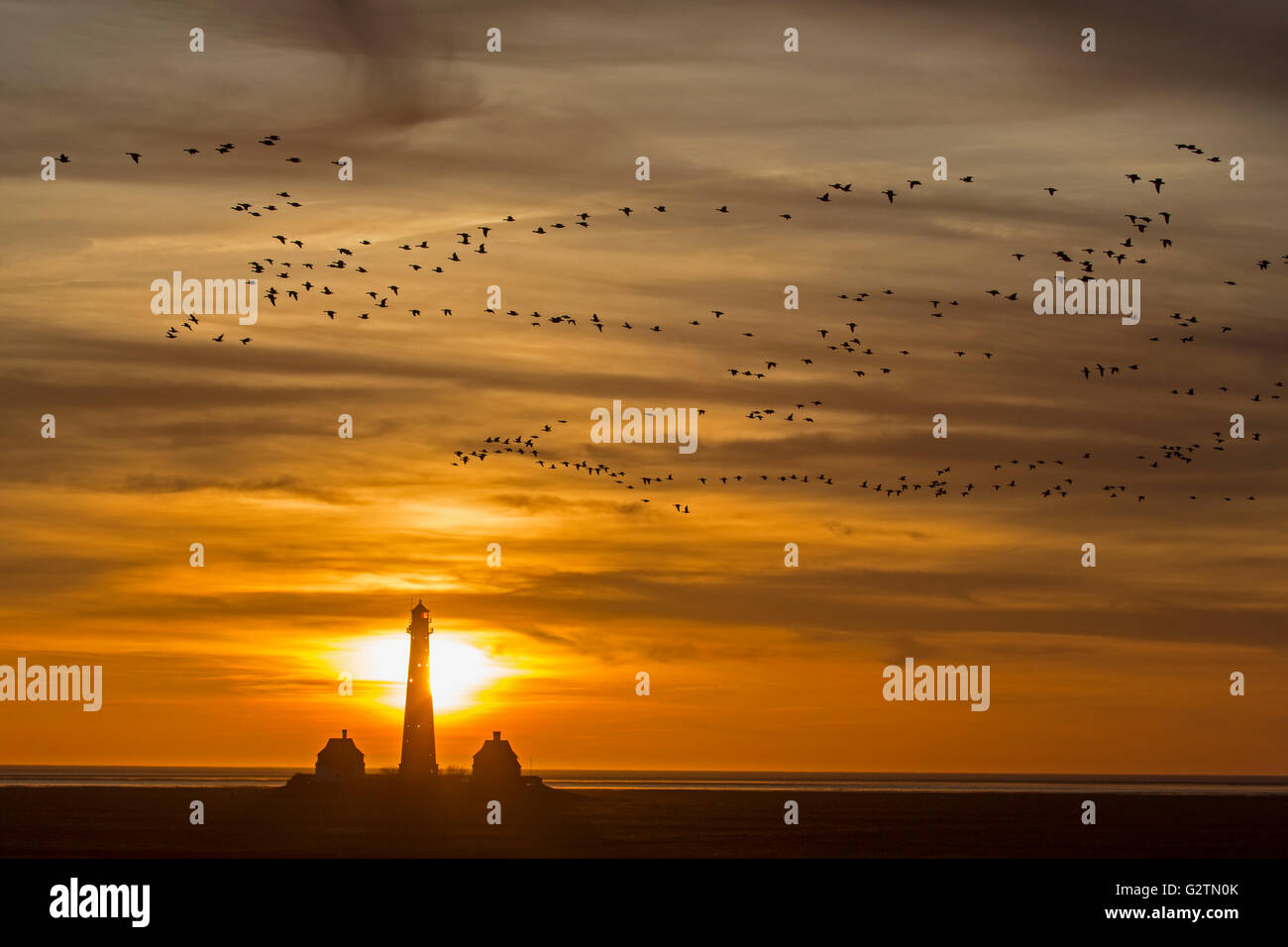 Flock of birds flying at sunset over the lighthouse Westerheversand ...