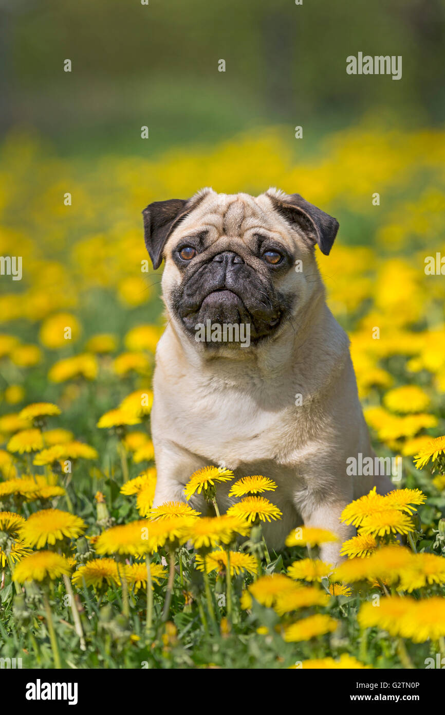 Cute Pug Puppies In Flowers