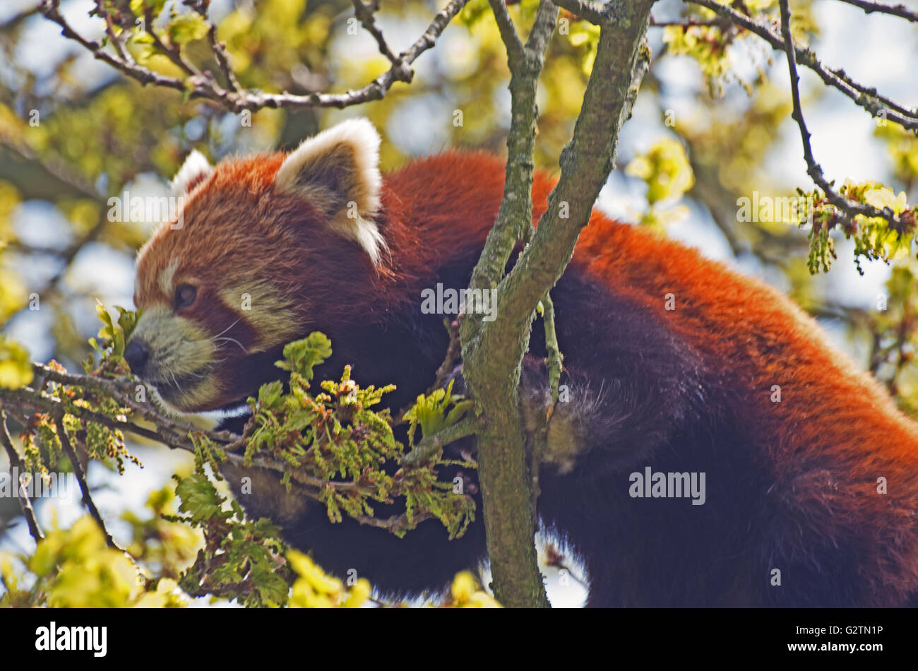 RED PANDA, Ailurus Fulgens, Asia Stock Photo - Alamy